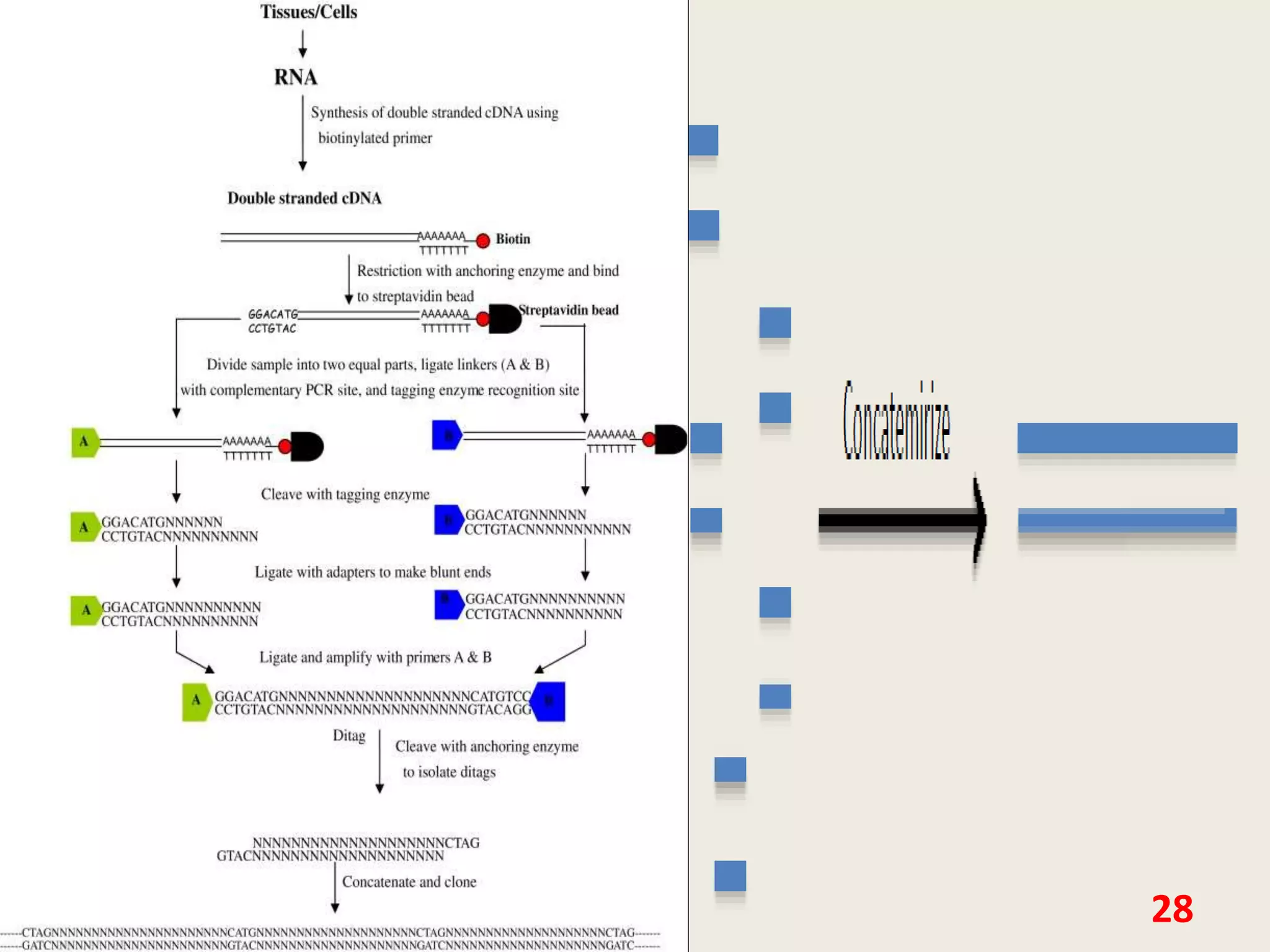 Transcriptomics: A Tool for Plant Disease Management | PPTX