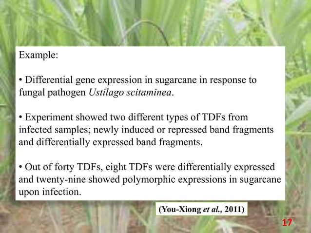 Transcriptomics: A Tool for Plant Disease Management | PPTX