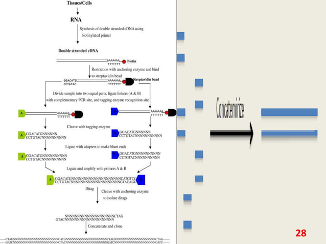 Transcriptomics: A Tool for Plant Disease Management | PPTX