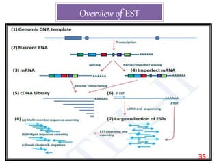 Transcriptomics: A Tool for Plant Disease Management | PPTX
