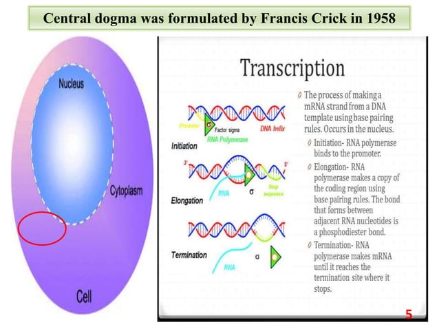 Transcriptomics: A Tool for Plant Disease Management | PPTX