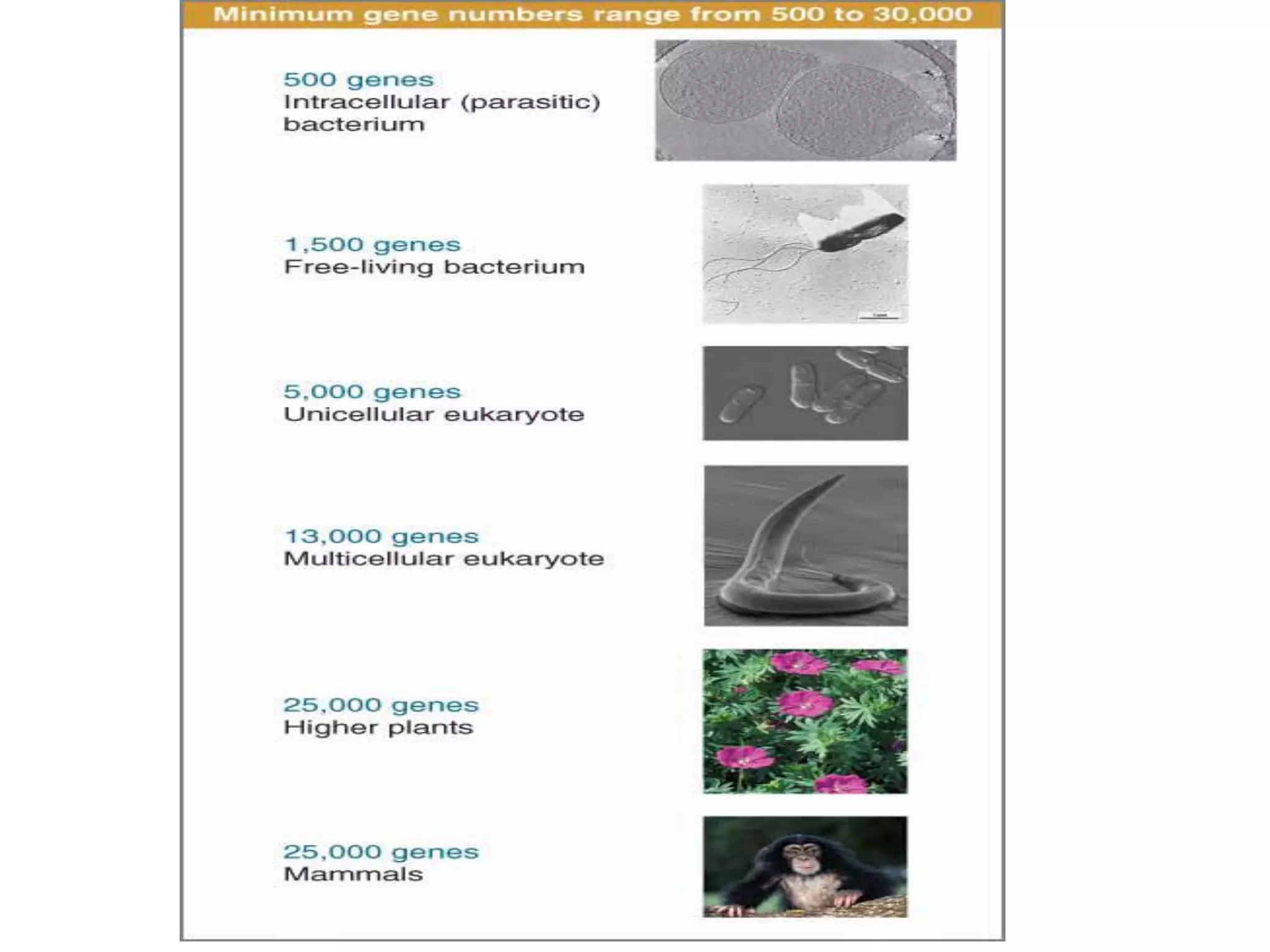 Transcriptomics,techniqes, applications.pdf