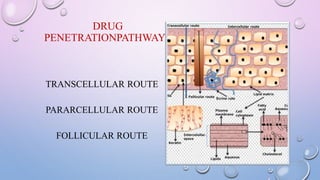 Transdermal drug delivery system | PPTX