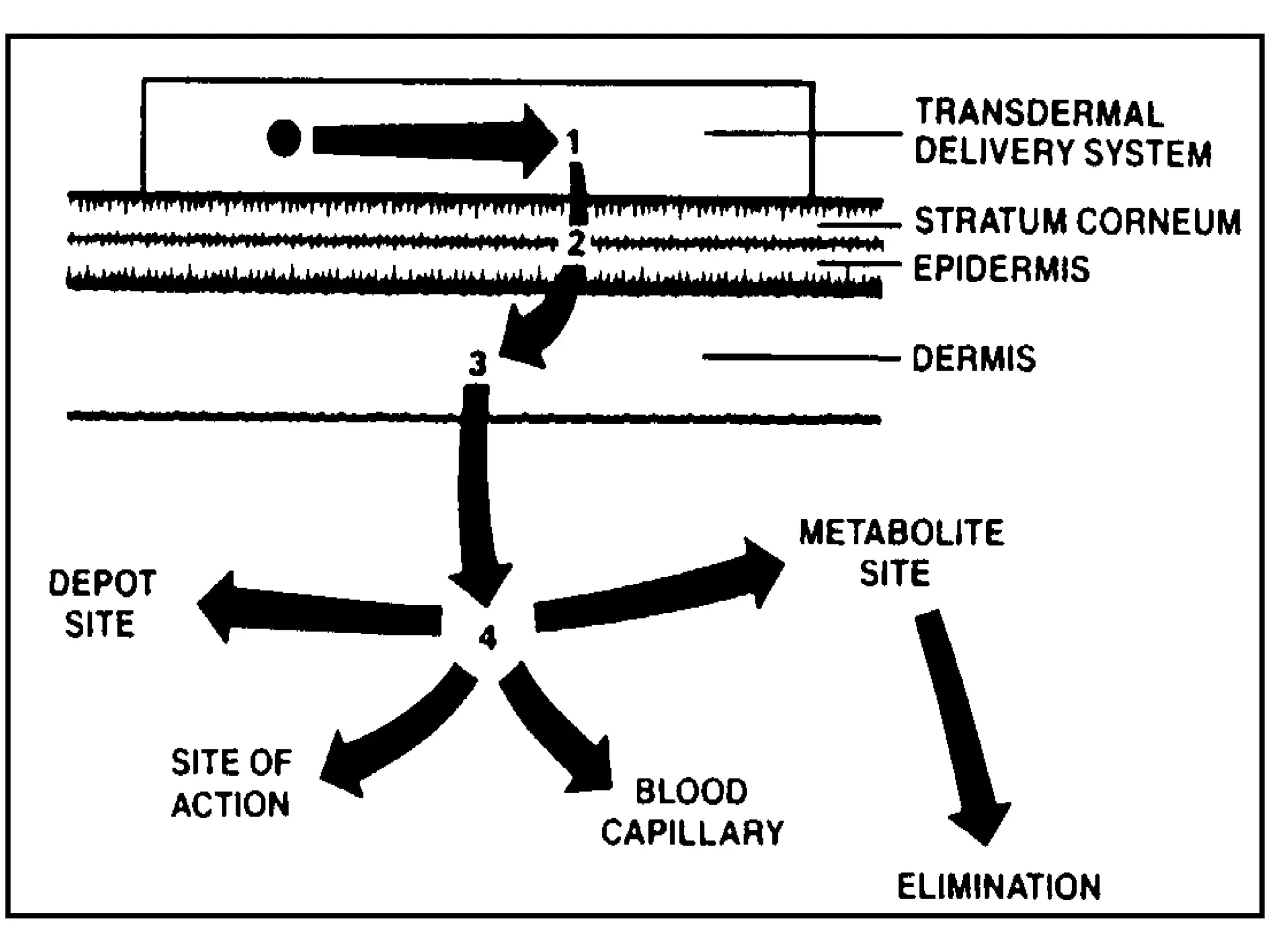 Transdermal drug delivery system | PPTX