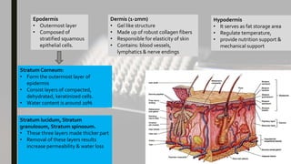 Transdermal drug delivery system | PPTX