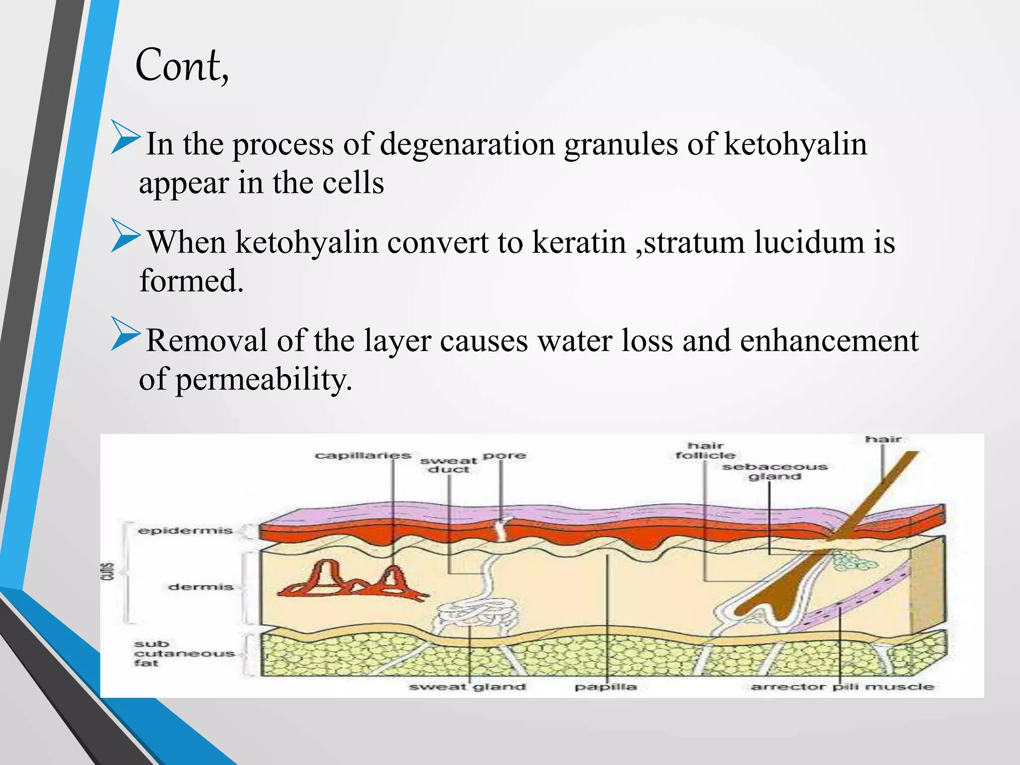 Transdermal Drug Delivery System | PPTX | Skin and Dermatology ...
