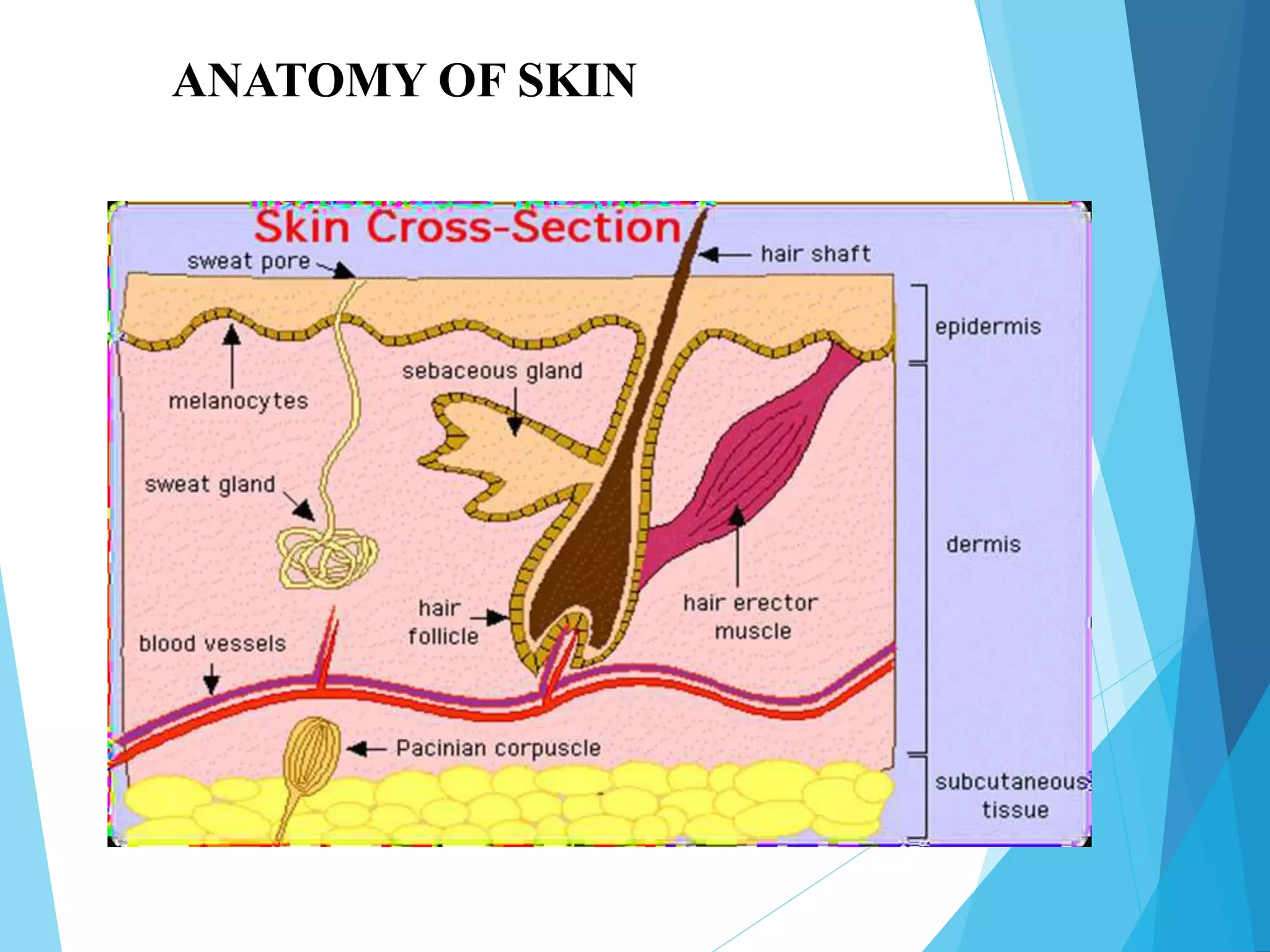 Transdermal Drug Delivery System | PPT