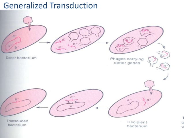 Transduction | PPTX