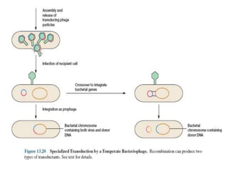 Transduction | PPTX