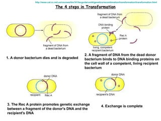Transduction | PPT