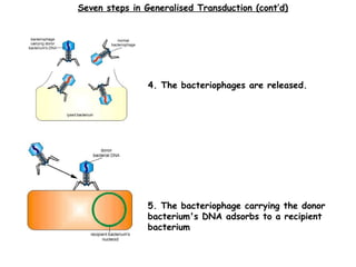 Transduction | PPT