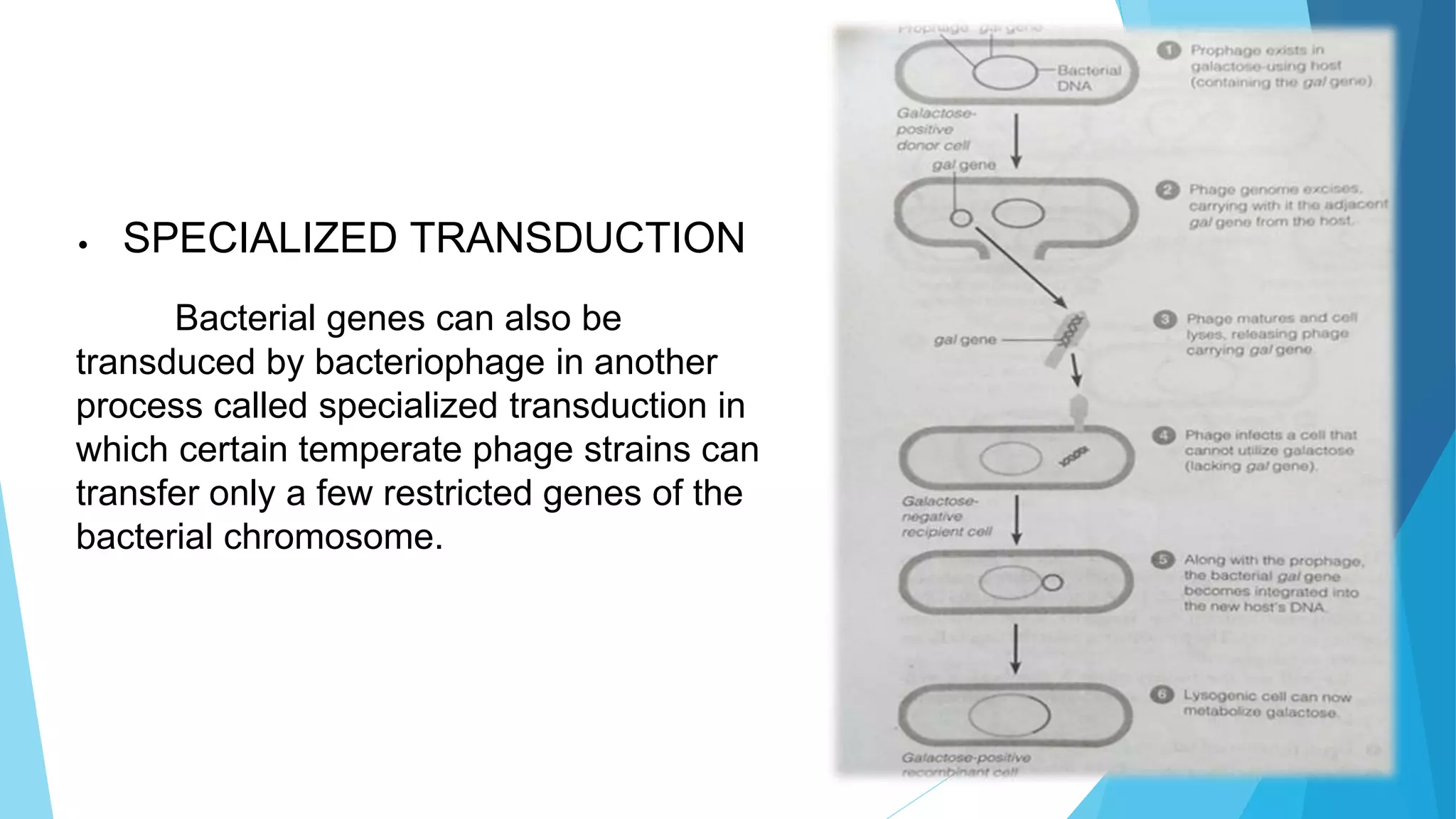 Bacterial Transduction (microbiology) | PPTX