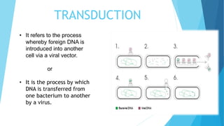 Bacterial Transduction (microbiology) | PPTX