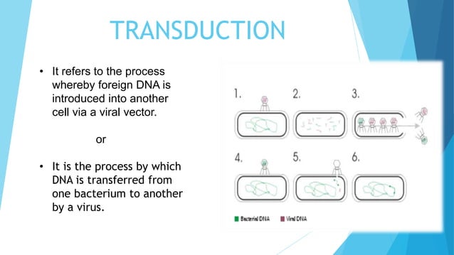 Bacterial Transduction (microbiology) | PPTX | Genetics | Science