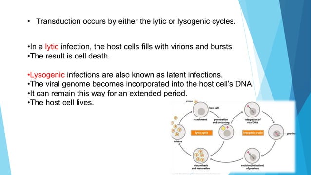 Bacterial Transduction (microbiology) | PPTX | Genetics | Science