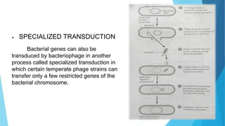 Bacterial Transduction (microbiology) | PPTX
