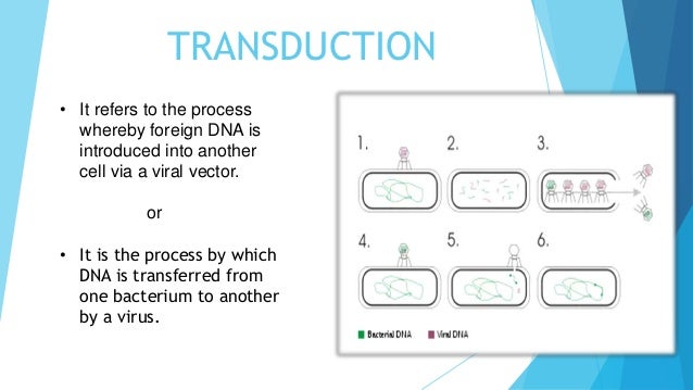 Bacterial Transduction (microbiology)