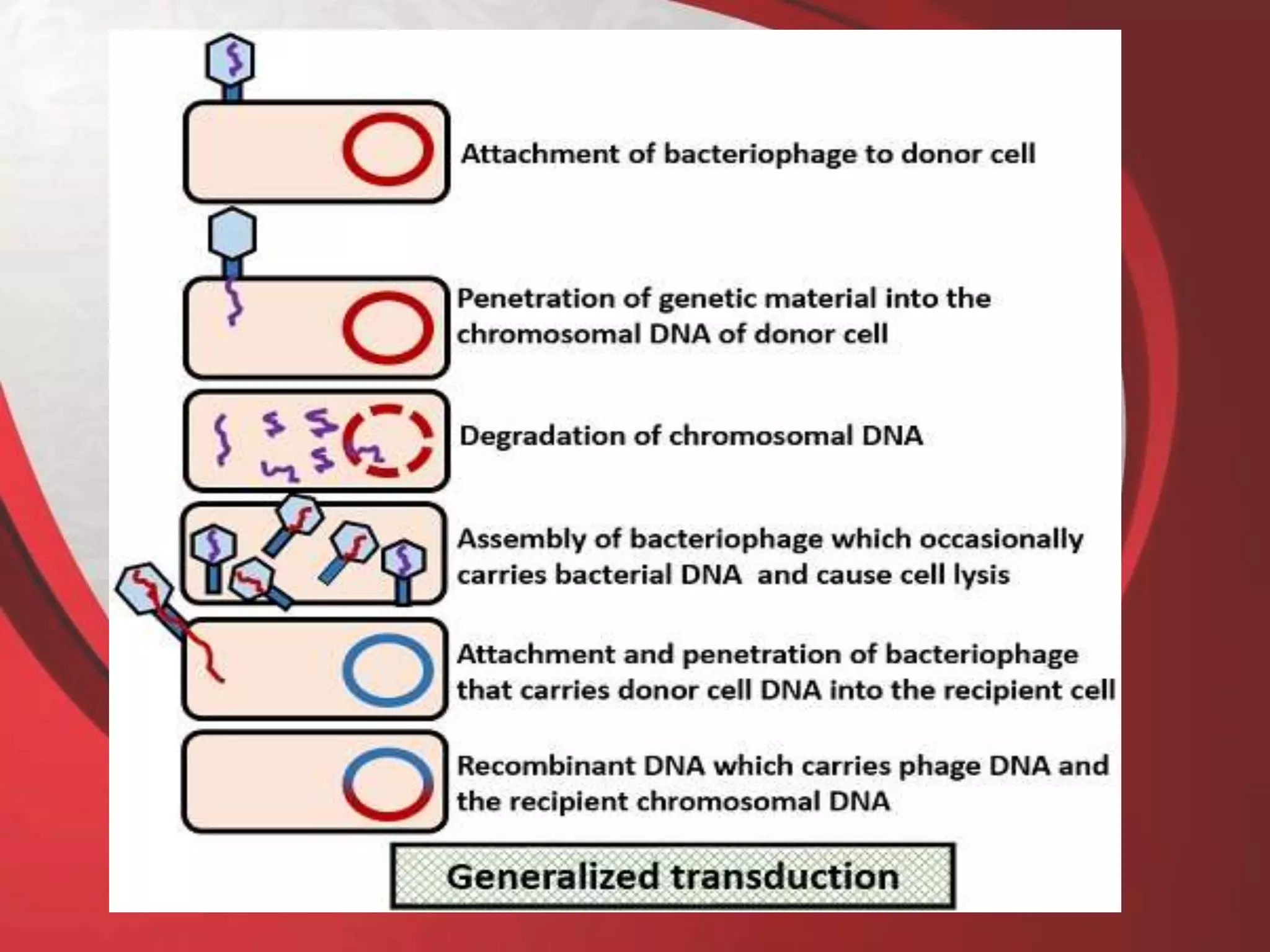Transduction | PPTX