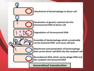 Transduction | PPTX