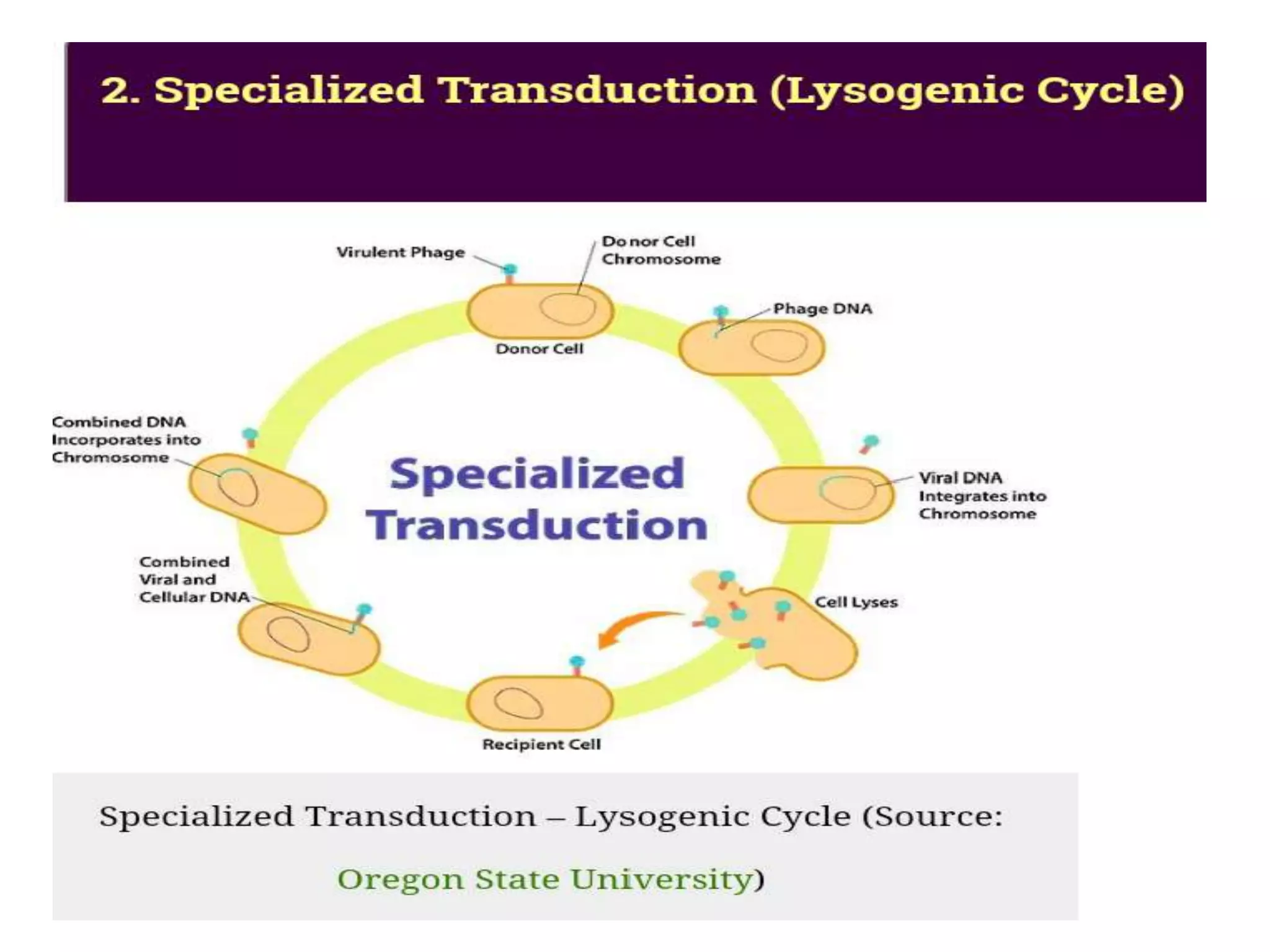 Principles of genetic recombination (Transduction) | PPTX