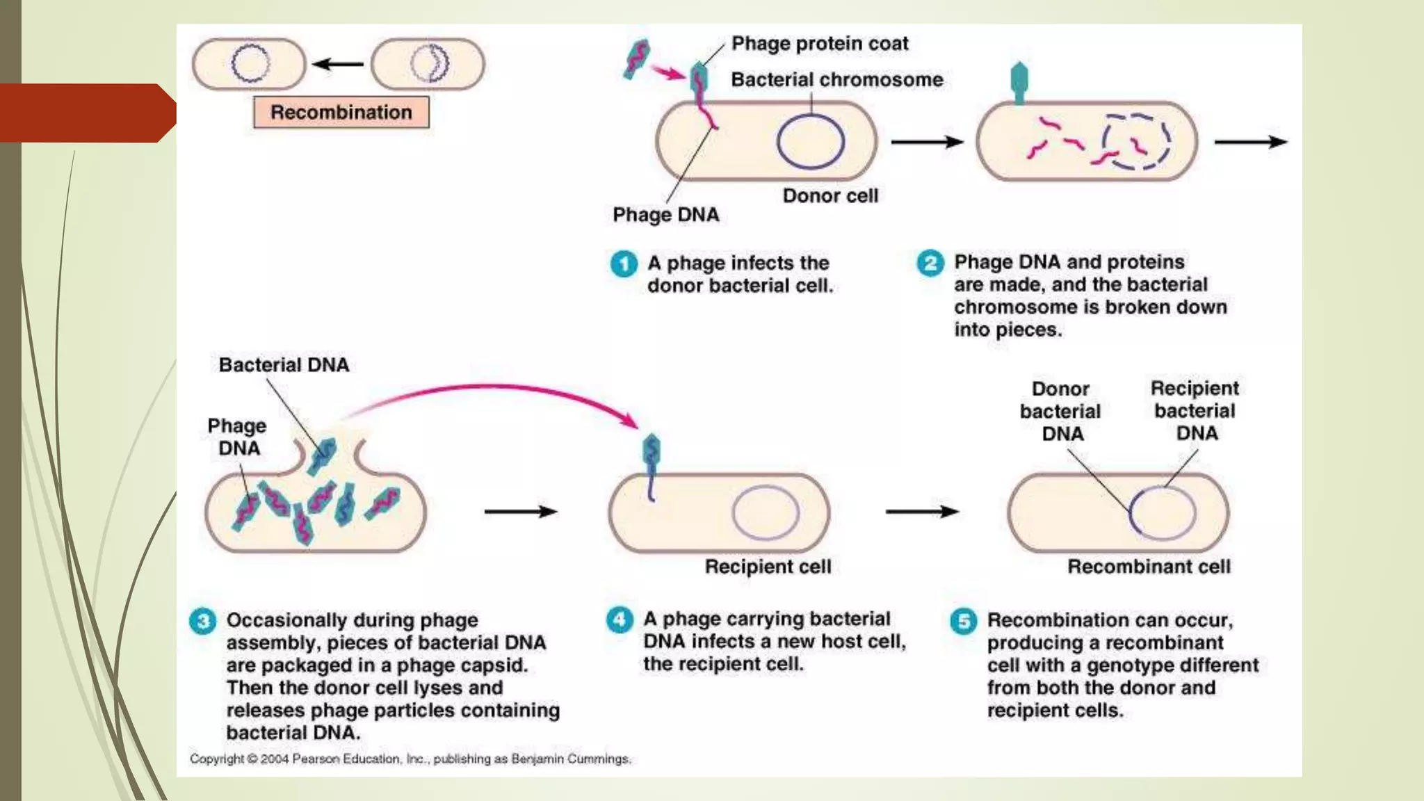 Transduction | PPTX