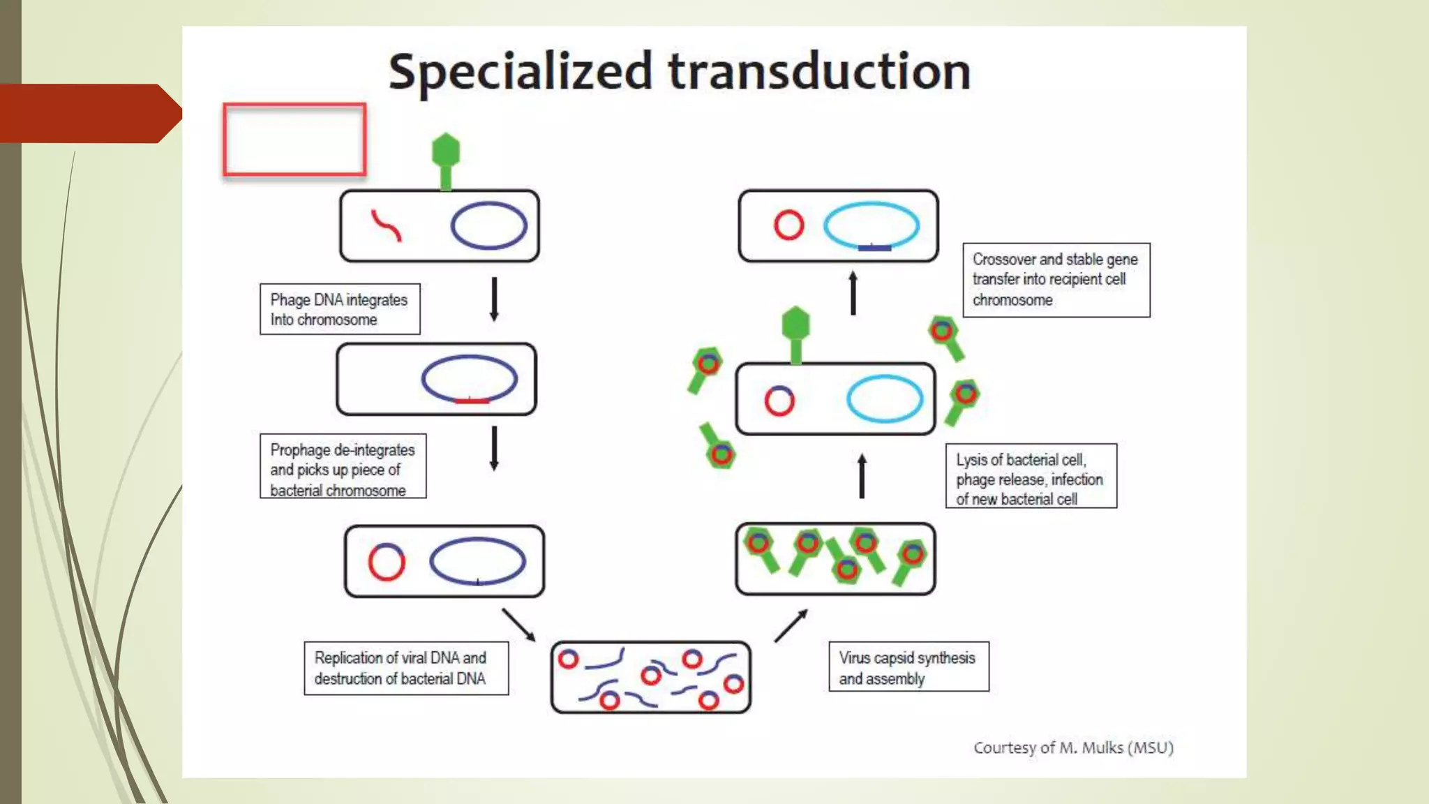 Transduction | PPTX