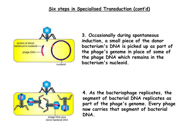 Transduction.pptx