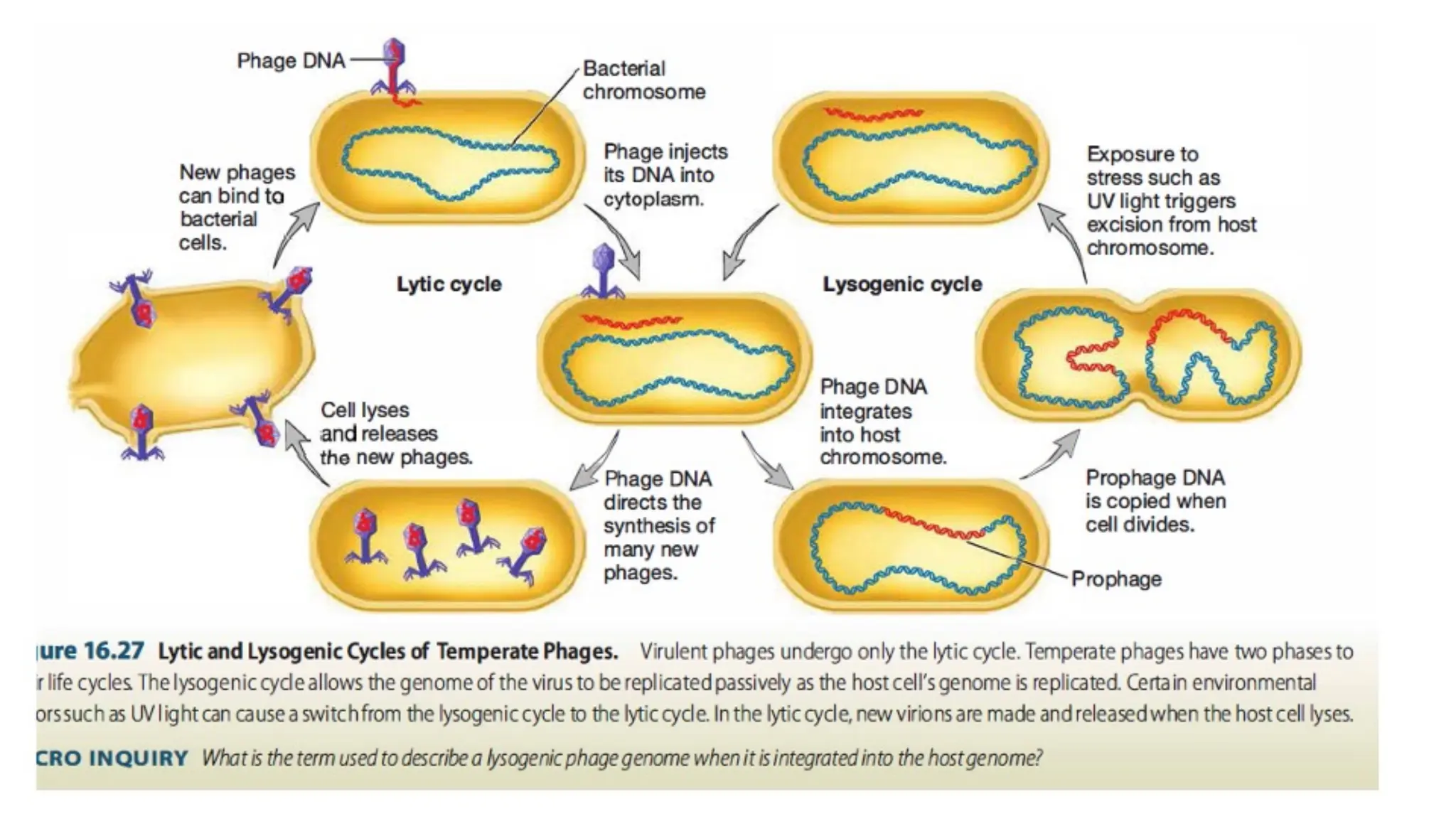 Transduction.pdf