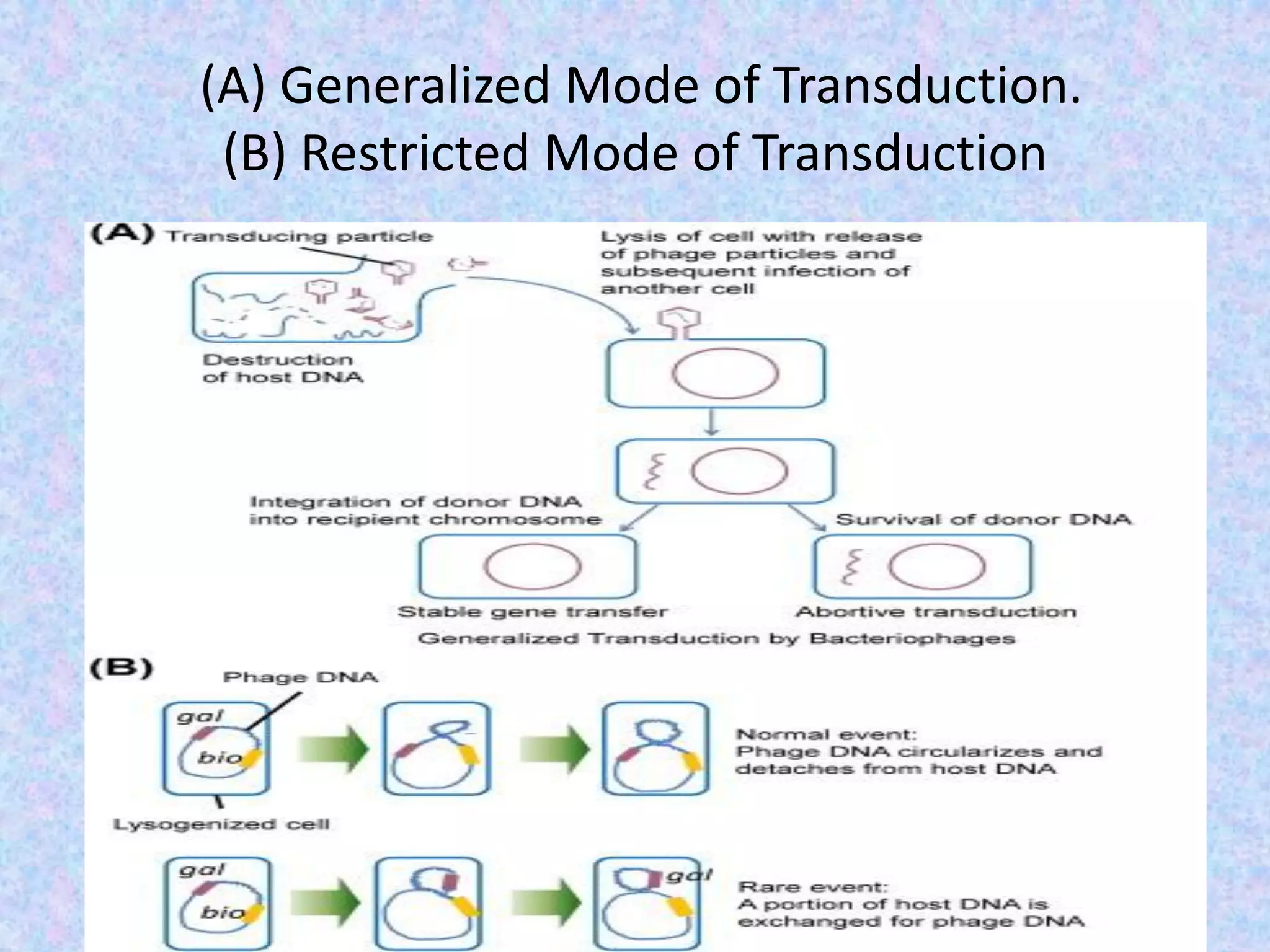 Transduction in bacteria | PDF