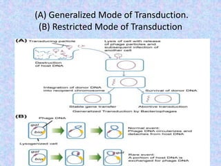 Transduction in bacteria | PDF