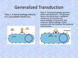 Transduction in bacteria | PDF