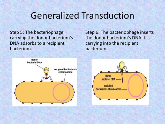 Transduction in bacteria | PDF