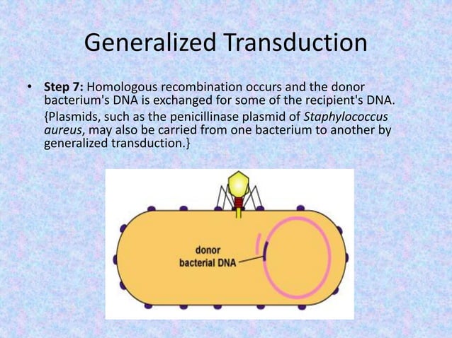 Transduction in bacteria | PDF