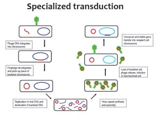 Transduction in bacteria | PDF