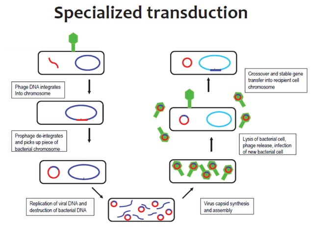 Transduction in bacteria | PDF