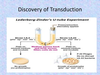Transduction in bacteria | PDF