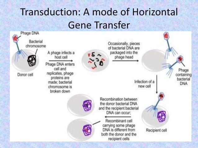 Transduction in bacteria | PDF