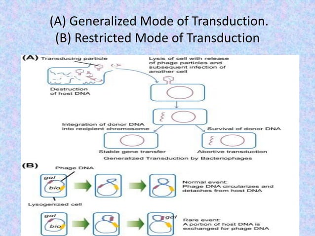 Transduction in bacteria | PPT