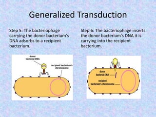 Bacterial Transduction Diagram