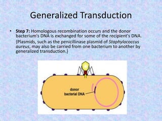 Transduction In Bacteria