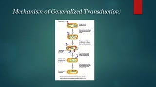 Transduction on bacteria | PPTX
