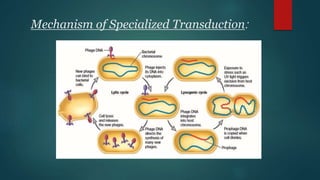Transduction on bacteria | PPTX