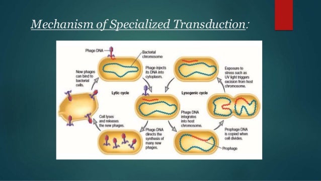Transduction on bacteria