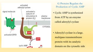 cell signaling and Transduction Pathways | PPTX