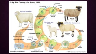 Transgenic animals and process to make transgenic animals | PPTX ...