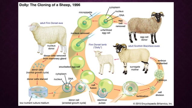 Transgenic animals and process to make transgenic animals | PPTX ...