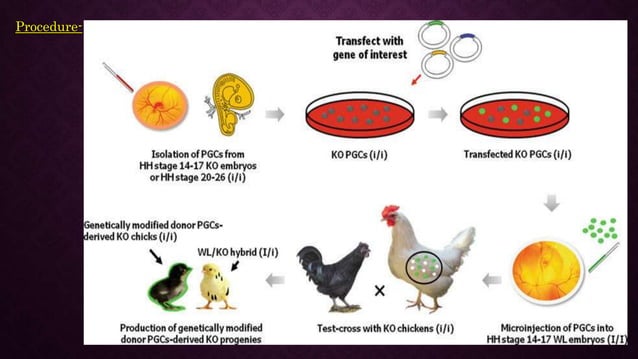 Transgenic animals and process to make transgenic animals | PPTX ...
