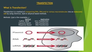 Transfection | PPTX