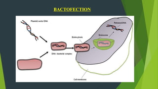 Transfection | PPTX