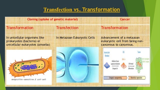 Transfection